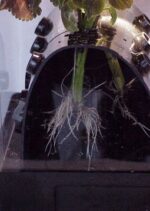 Aeroponia: o que é como funciona esse tipo de cultivo? | Agro Estadão