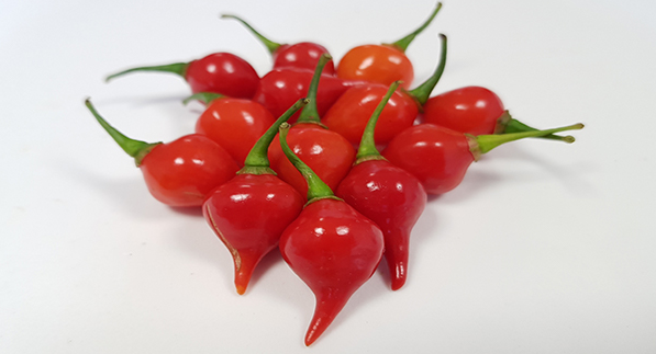 Pimenta biquinho: benefícios e técnicas de cultivo | Agro Estadão