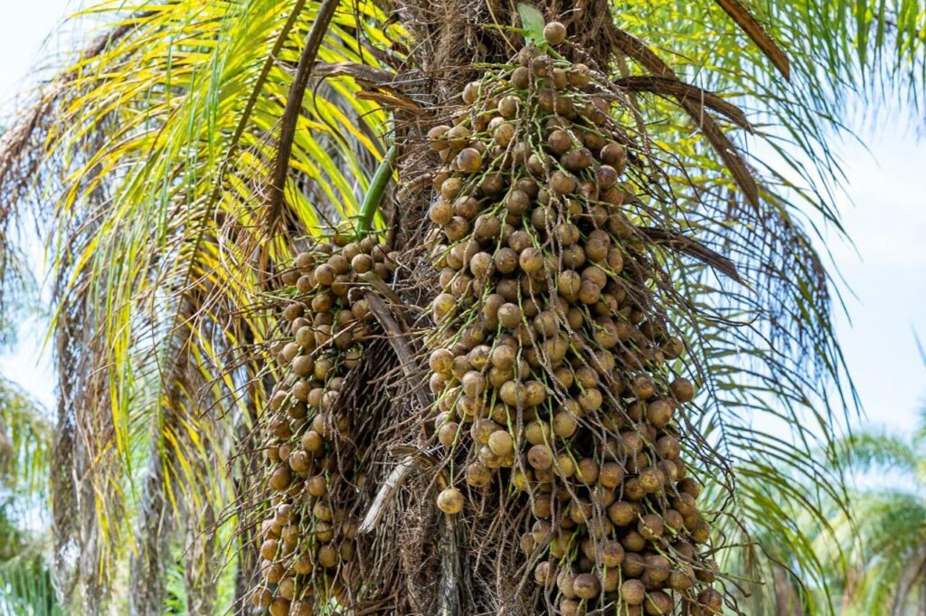 Macaúba: como plantar, benefícios e por que pode mudar o futuro