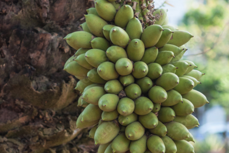 Bacuri: conheça a fruta amazônica que vem conquistando o Brasil | Agro ...
