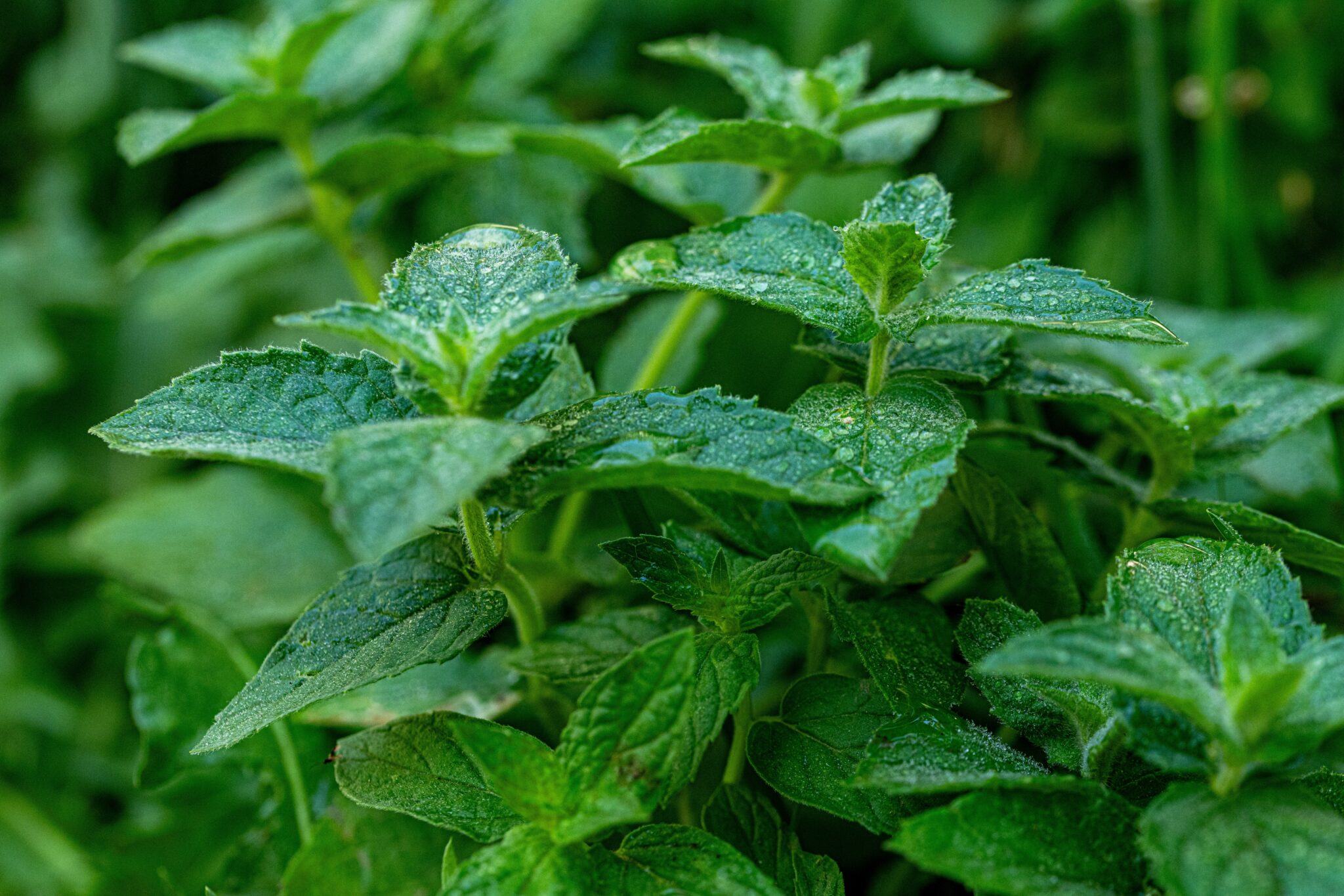 Conheça 5 tipos de hortelã e dicas de cultivo | Agro Estadão