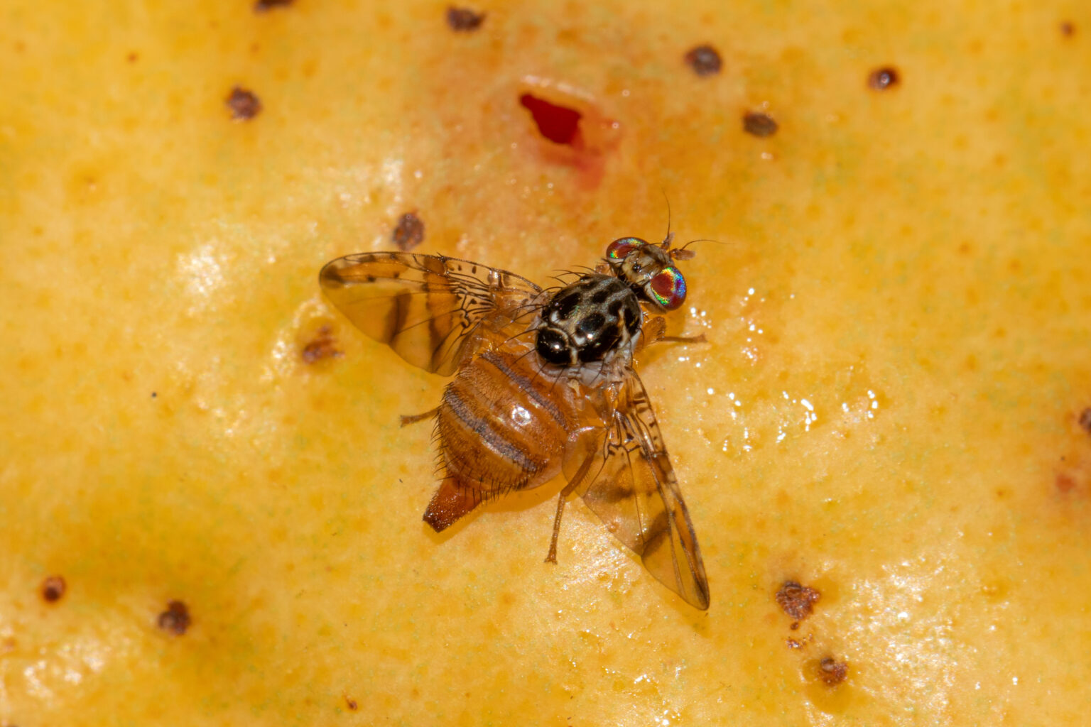 Moscas das frutas: tipos, culturas afetadas e controle | Agro Estadão