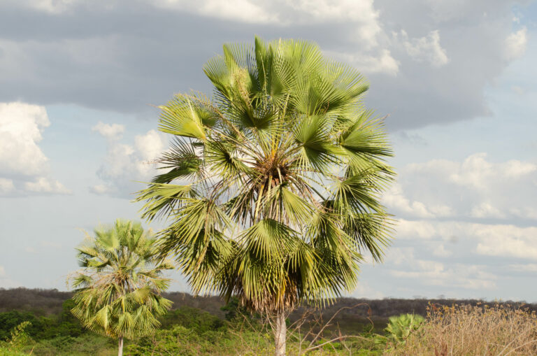 Tipos de palmeiras: conheça os principais tipos e suas características ...