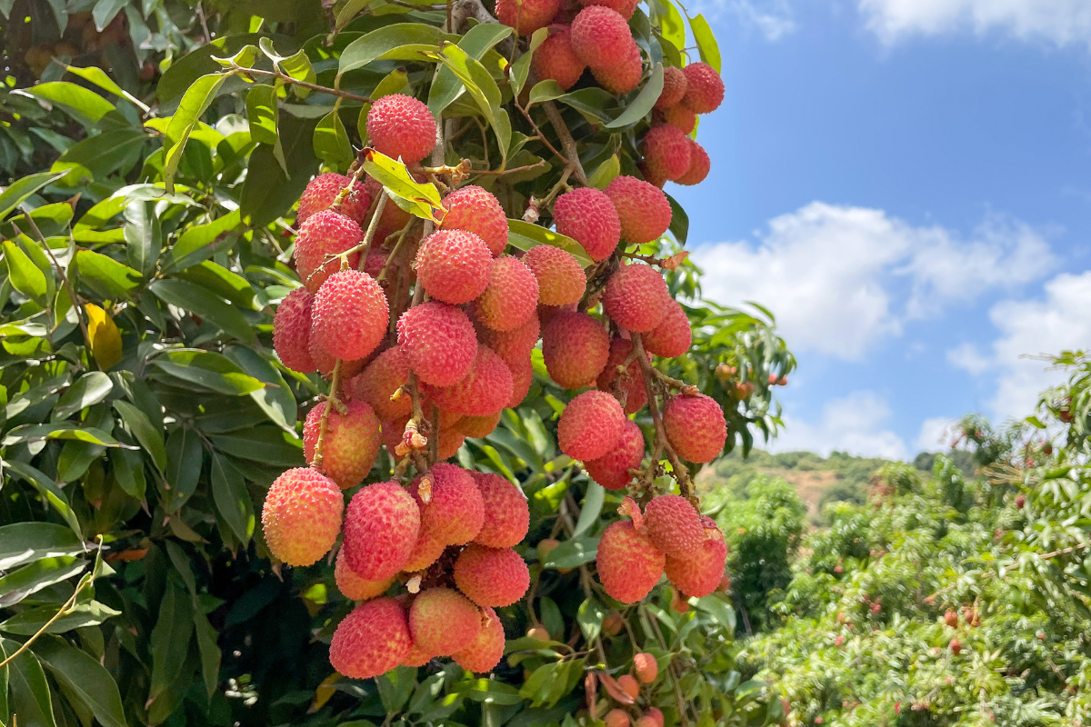 Saiba como plantar lichia e ter sucesso no cultivo | Agro Estadão