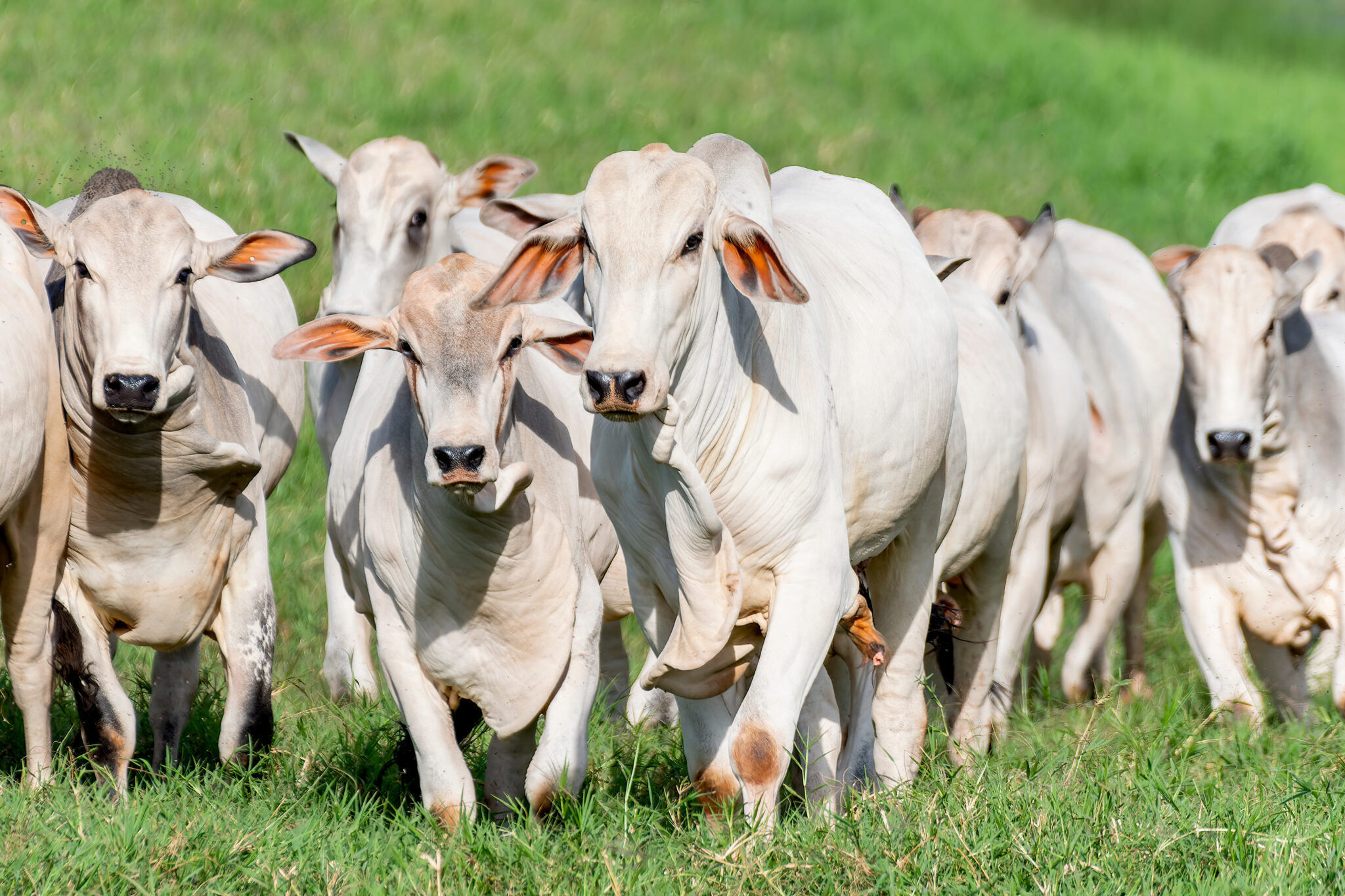 Zebu: um mini guia sobre esse bovino | Agro Estadão