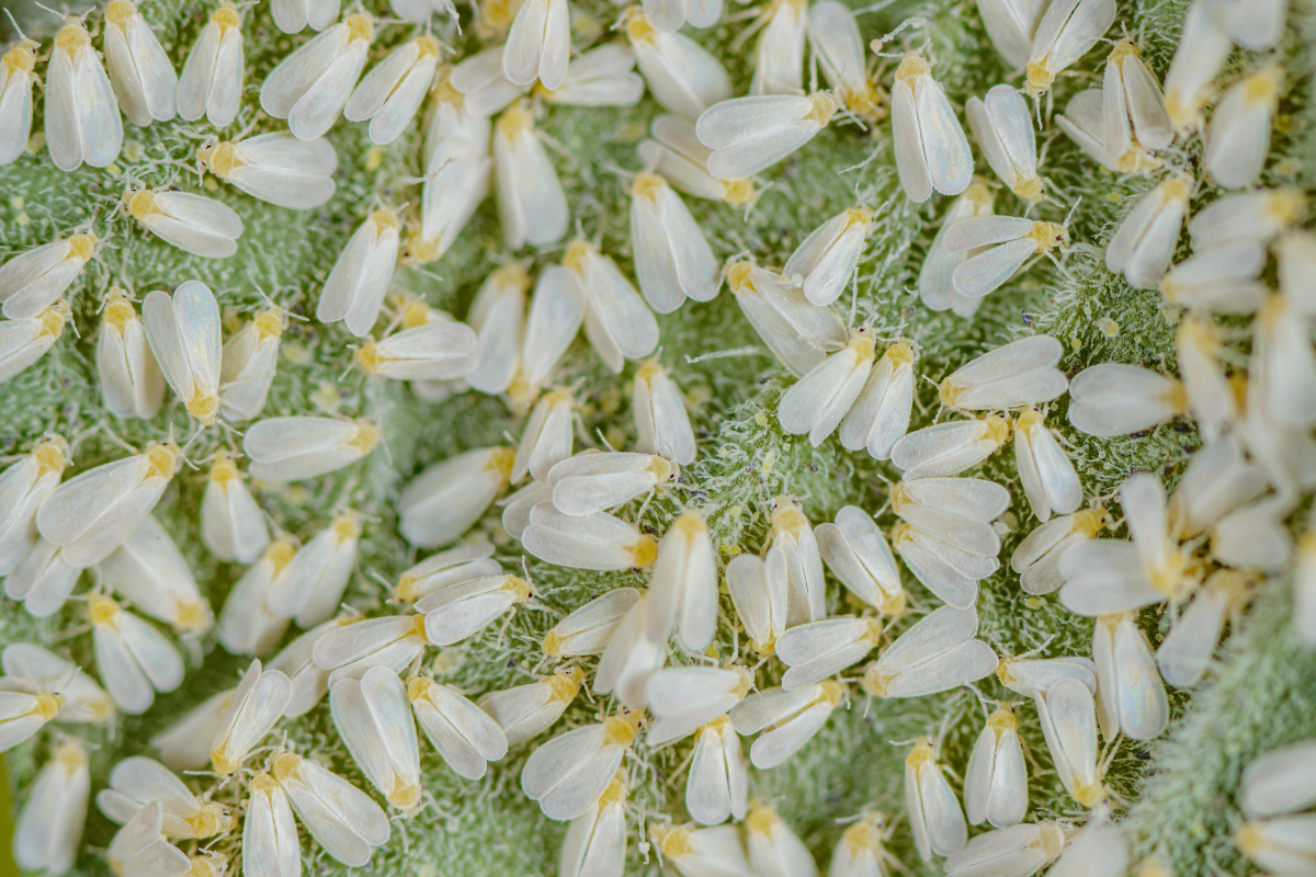 Mosca Branca: entenda os principais tipos e como controlar | Agro Estadão