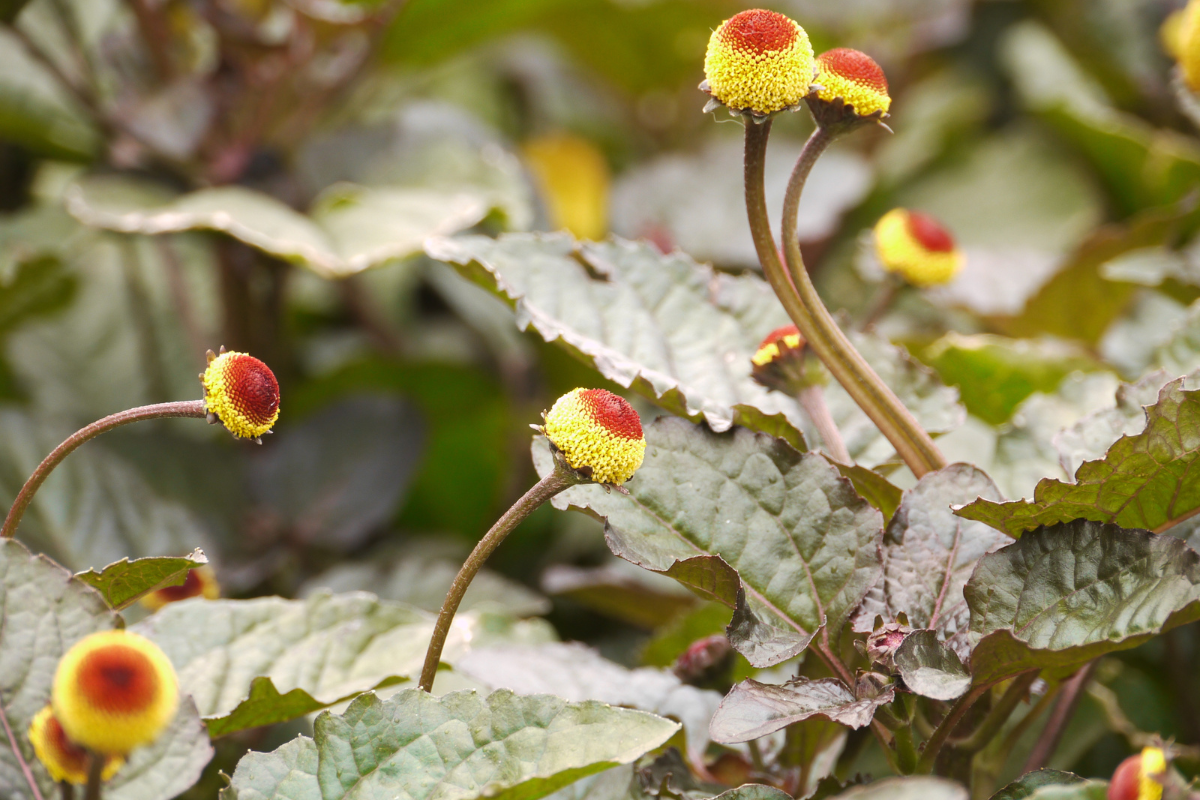 Jambu: conheça os benefícios e comercialização