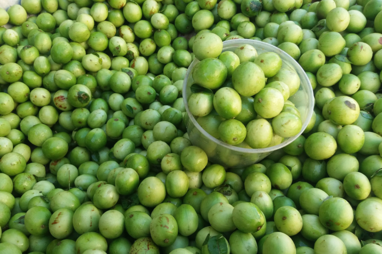 Umbu: conheça mais sobre essa deliciosa fruta do nordeste | Agro Estadão