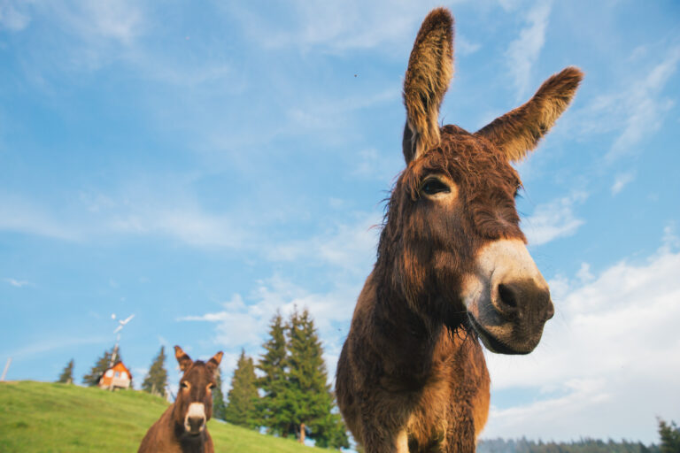 Asno, burro e mula: os incansáveis no campo | Agro Estadão