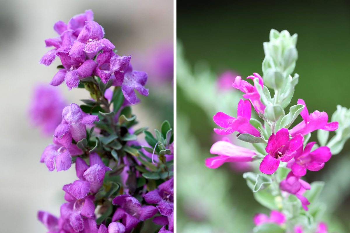 Chuva de prata: planta que virou sensação nos jardins e nas redes ...