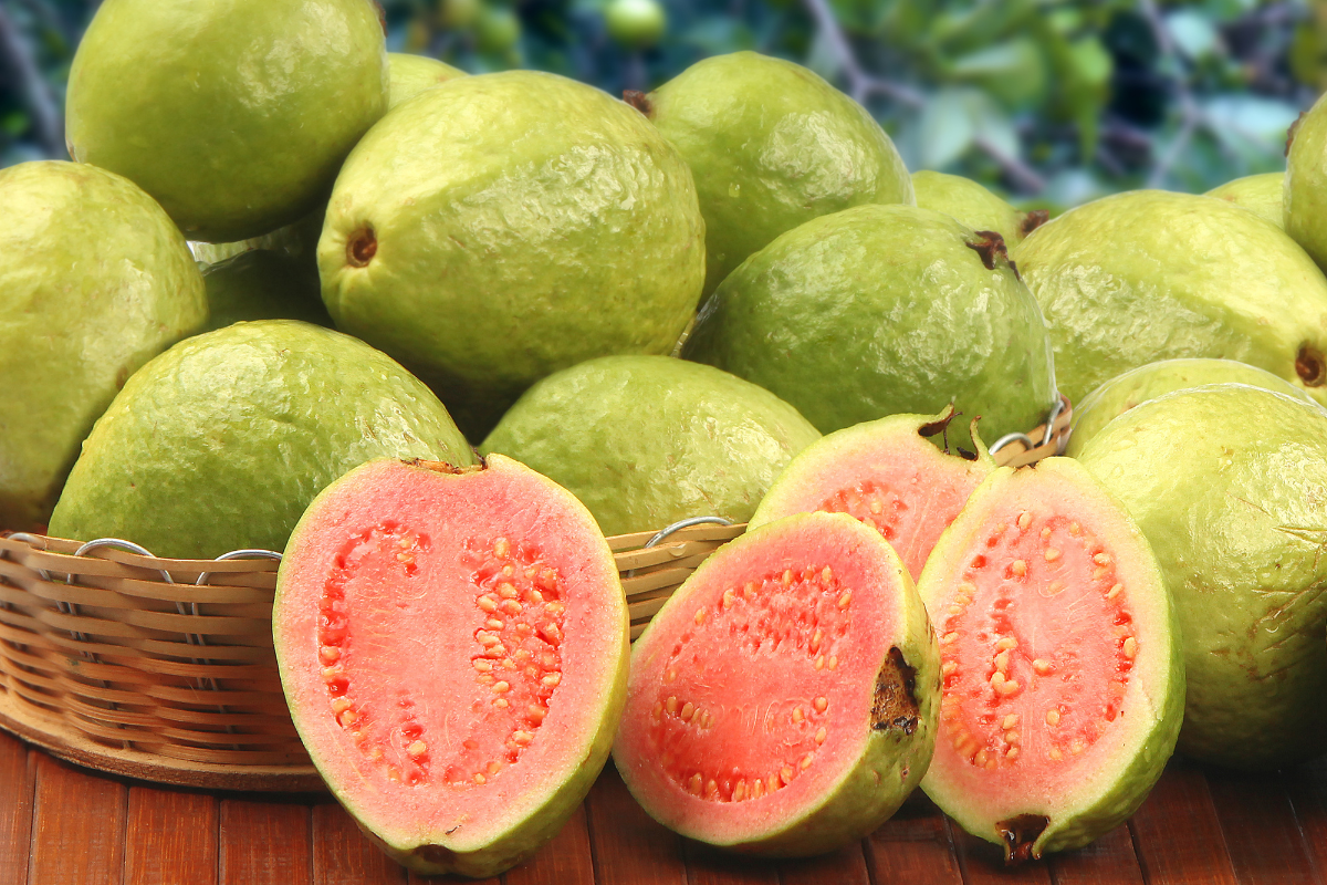 Entenda o processo para cultivar goiaba e ter sucesso na colheita ...