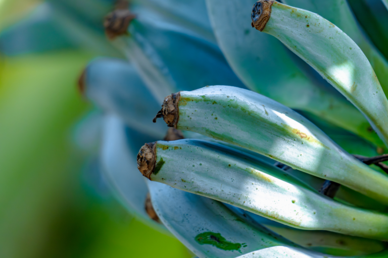 Banana azul: a fruta com gosto de baunilha | Agro Estadão