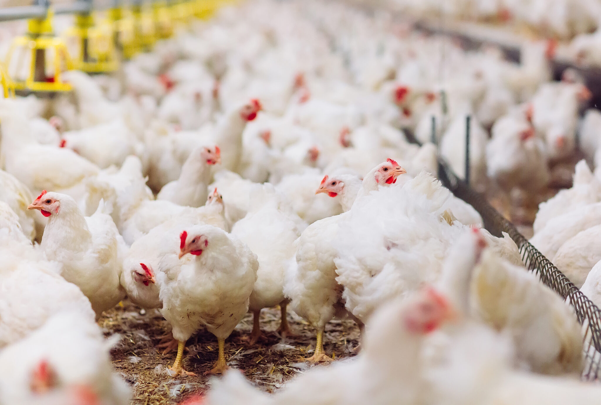 Entenda mais sobre a criação de frango de corte | Agro Estadão