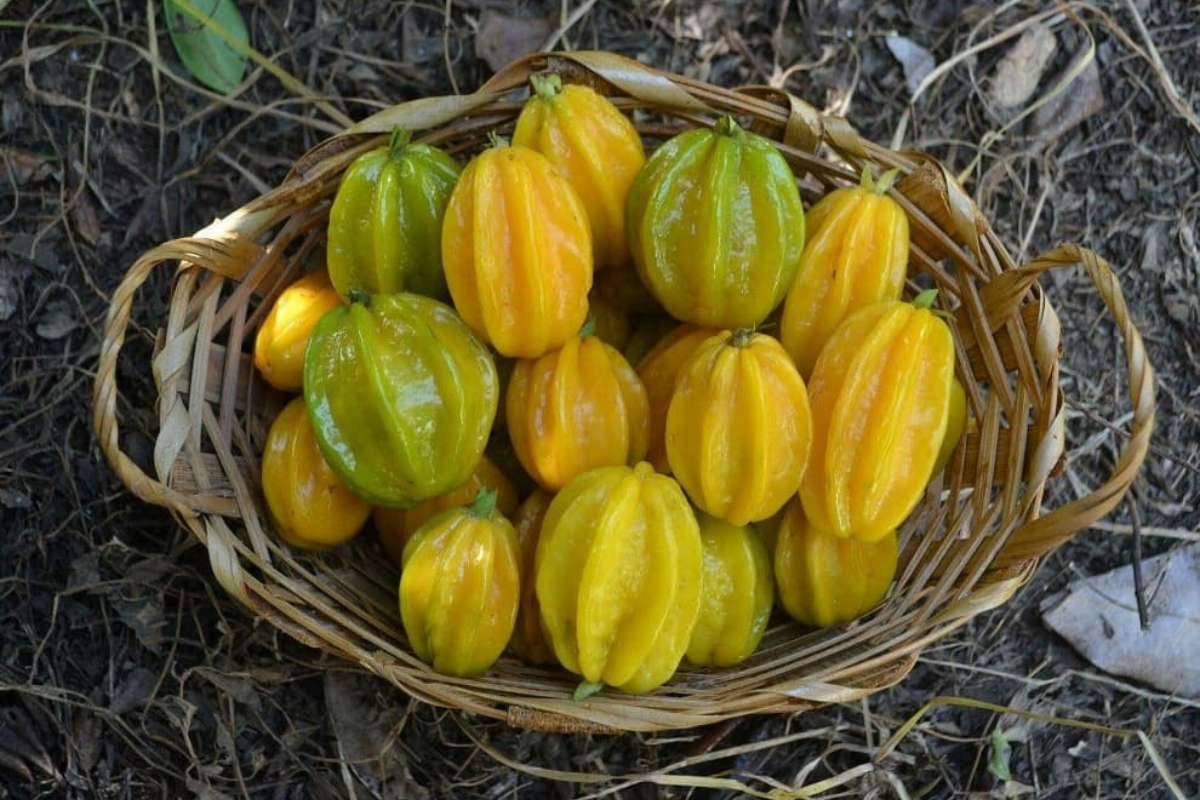 Conheça um pomar com frutas raras no interior de SP | Agro Estadão