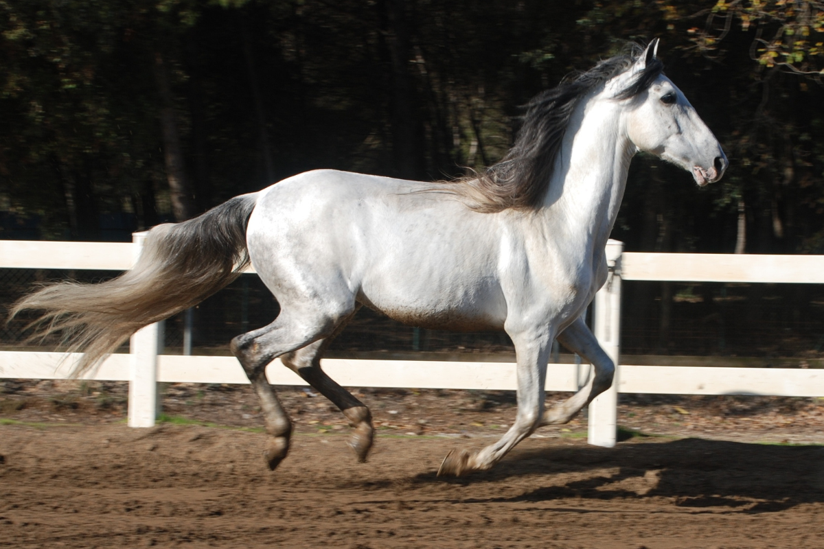 Cavalo andaluz: por que ele é ideal para sua fazenda | Agro Estadão