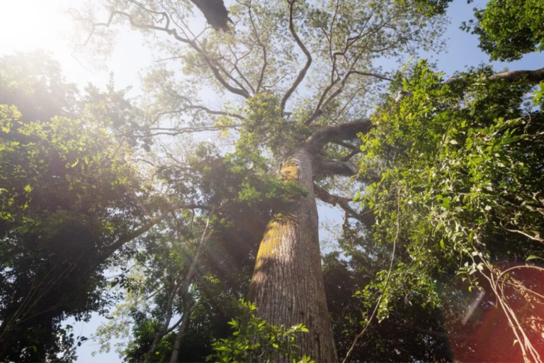 Angelim Vermelho: a maior árvore da Amazônia | Agro Estadão