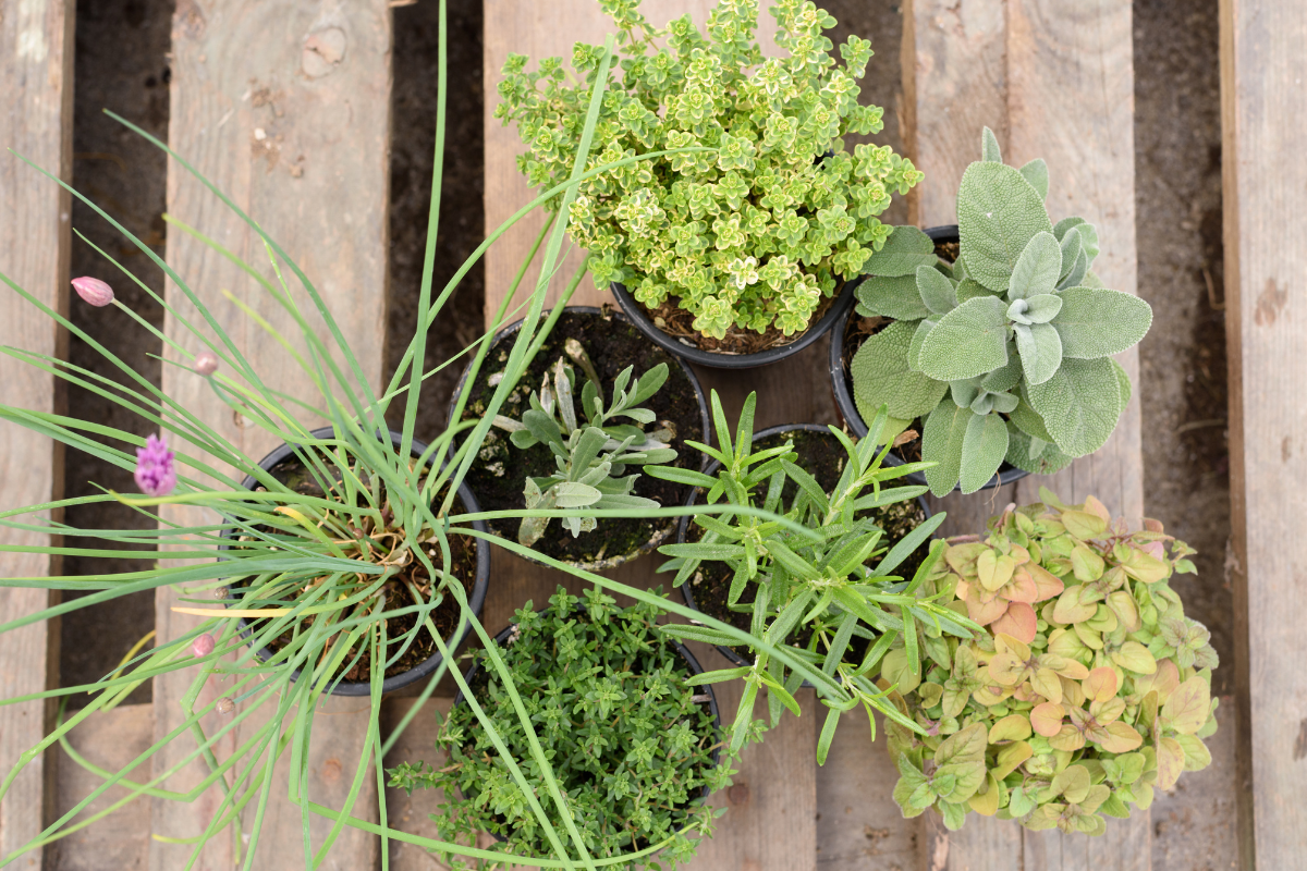 Saiba como cultivar ervas aromáticas | Agro Estadão