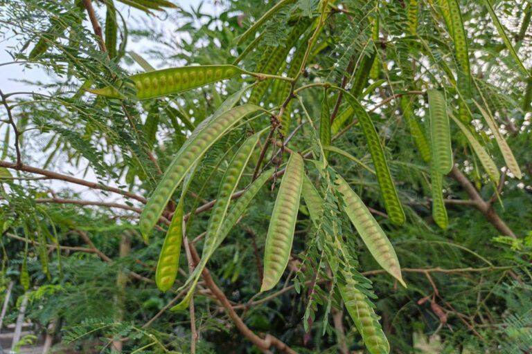 Leucena: por que exterminar essa planta? | Agro Estadão