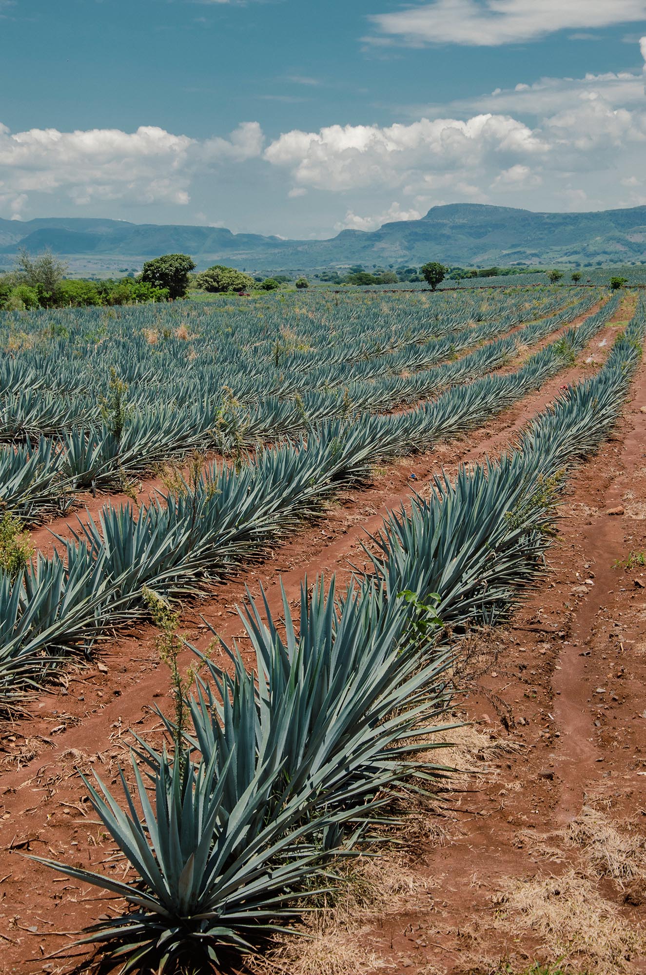 De tequila a bioenergia: os muitos usos do agave