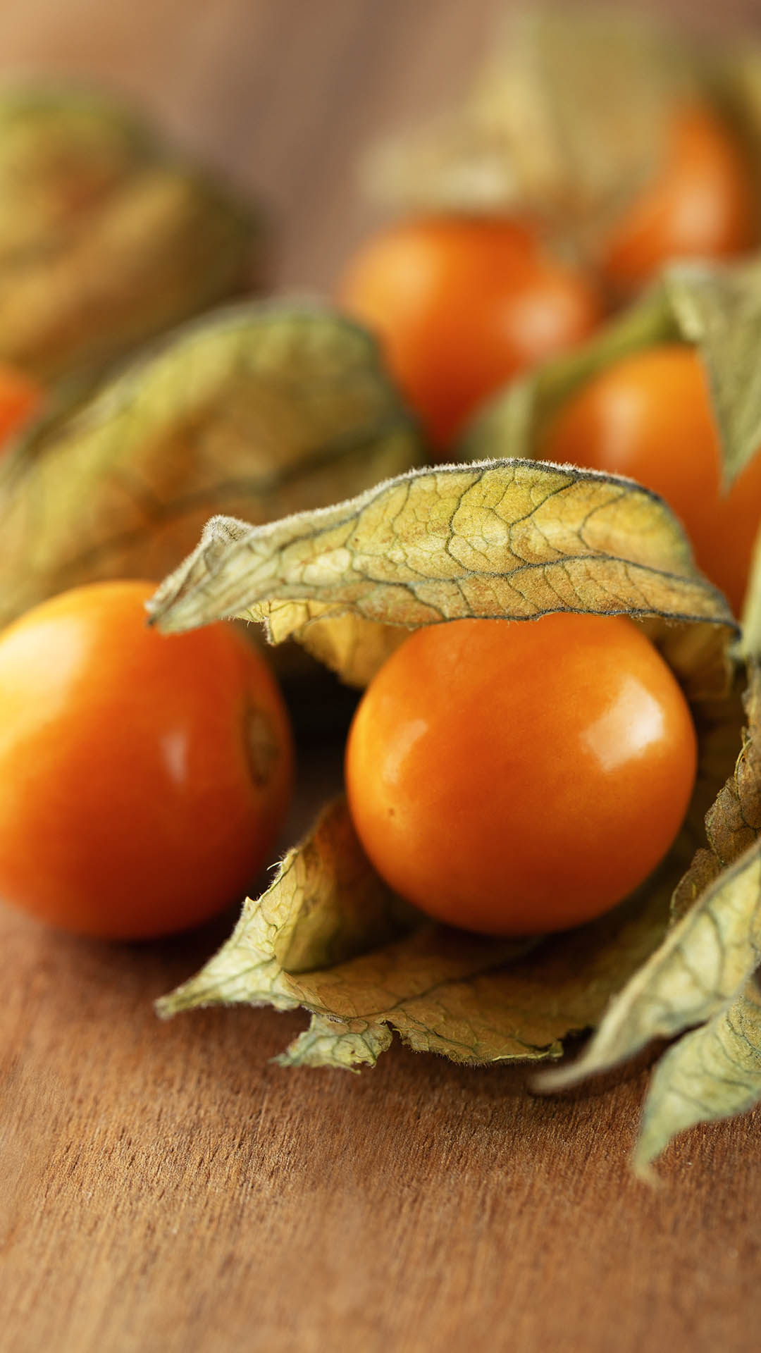 Fisális: uma fruta exótica com grande retorno financeiro