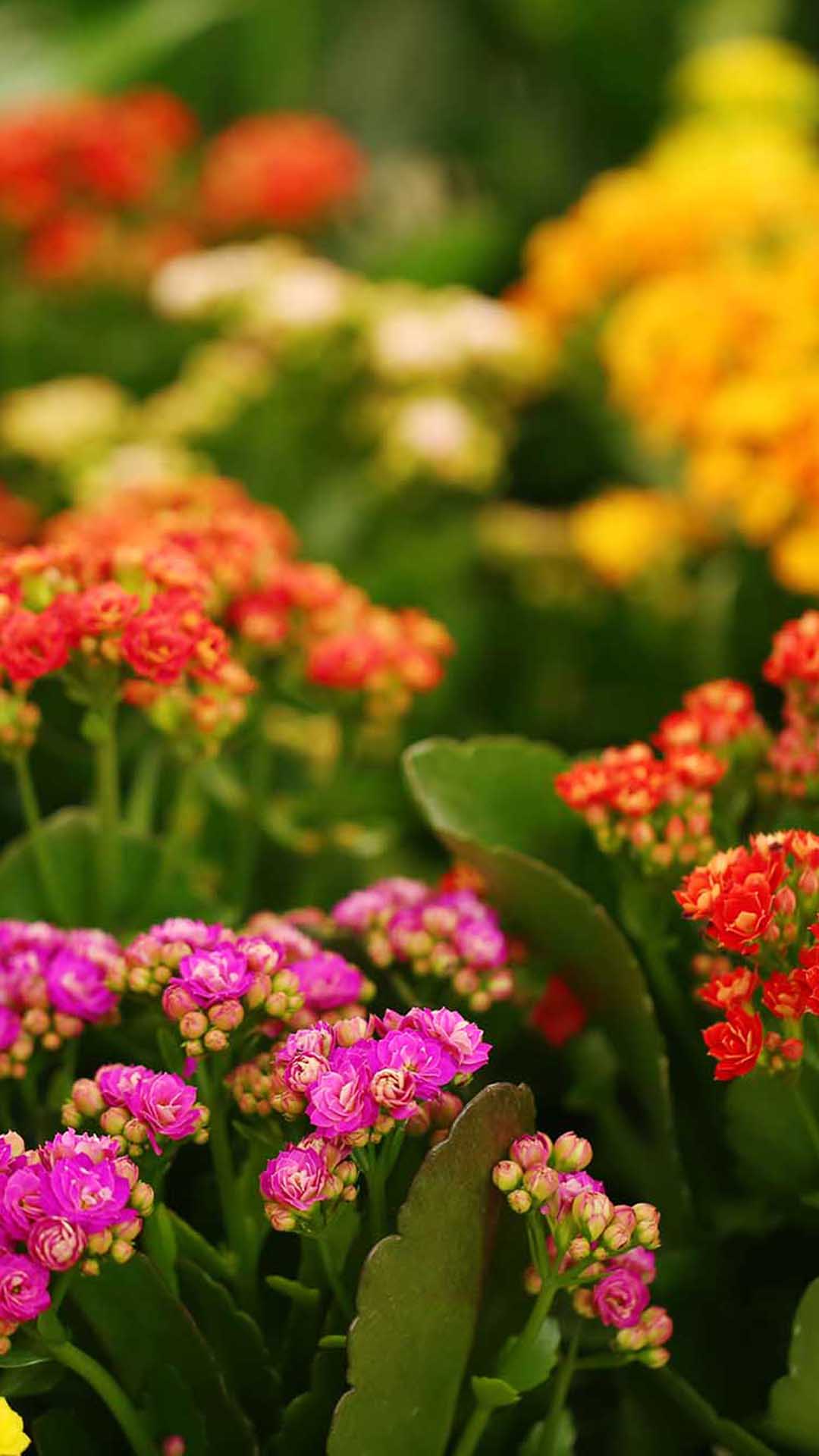 Flor-da-fortuna: como cultivar e cuidar da planta em casa