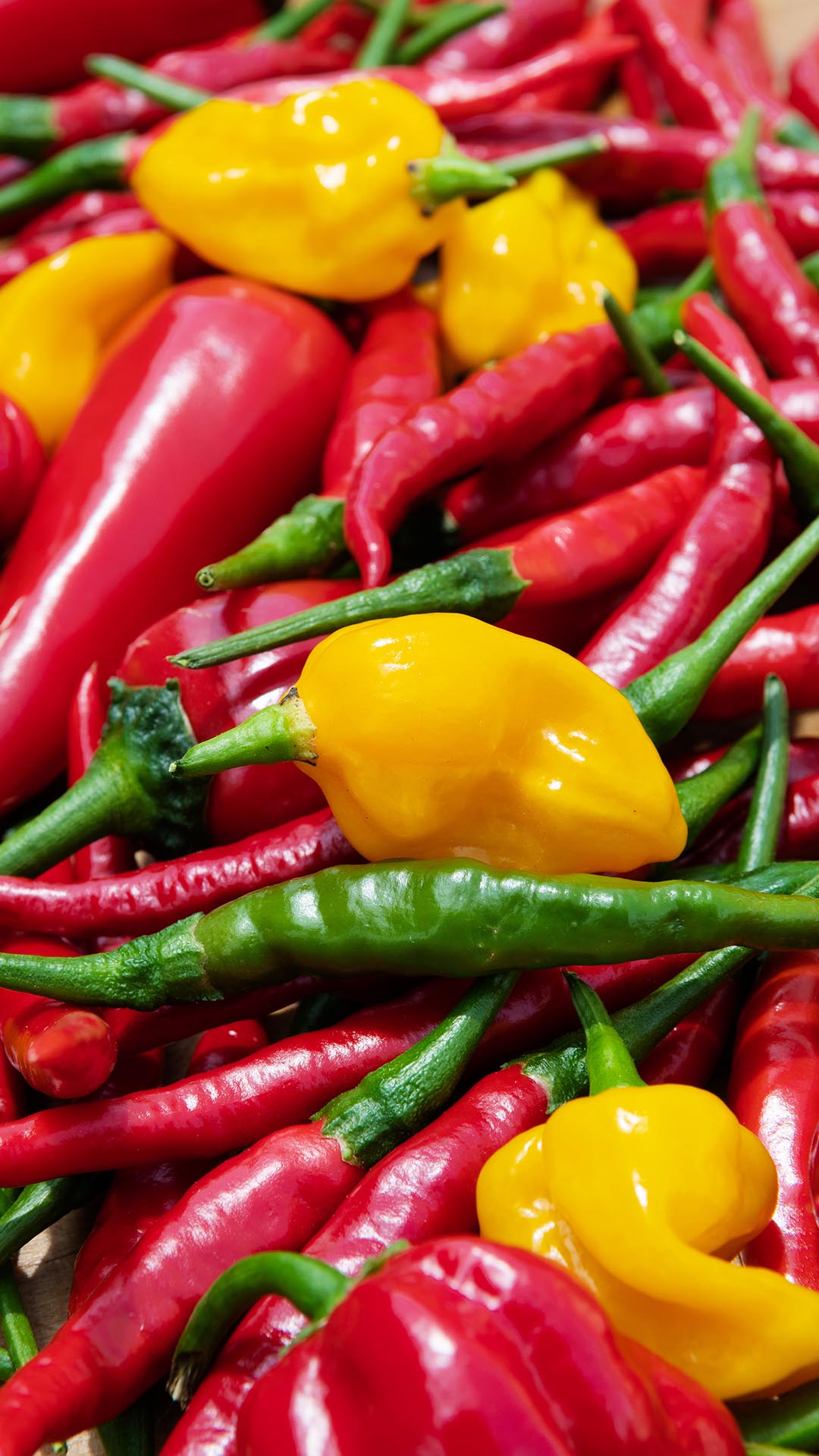 Tipos de pimentas mais consumidas e como cultivá-las