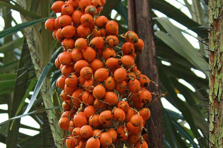 Tucumã: palmeira que dá palha e fruto vitaminado | Agro Estadão