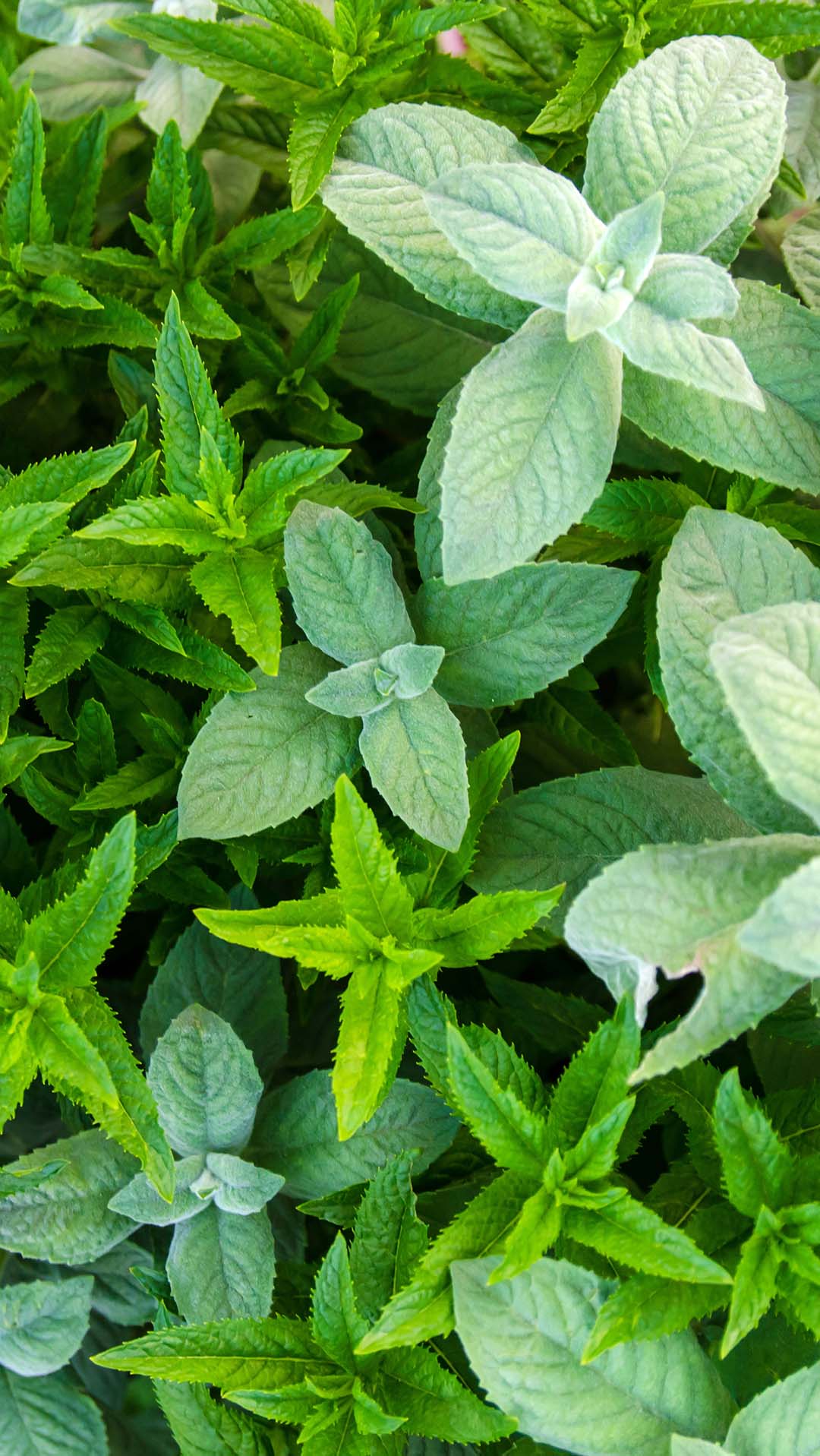 Conheça os tipos de hortelã e descubra qual cultivar na sua horta