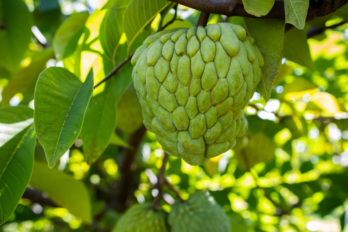 Atemoia: tudo sobre a fruta híbrida que conquistou o mundo | Agro Estadão
